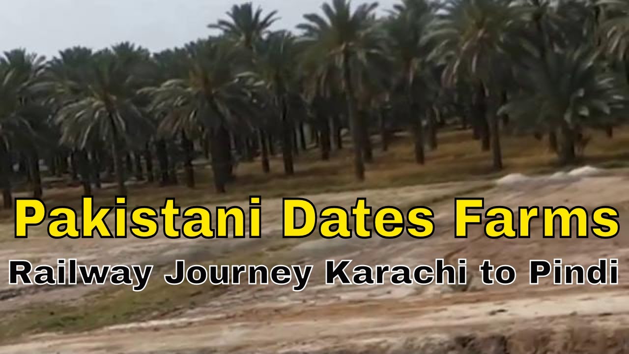 Dates Farms in Sindh Pakistan - YouTube