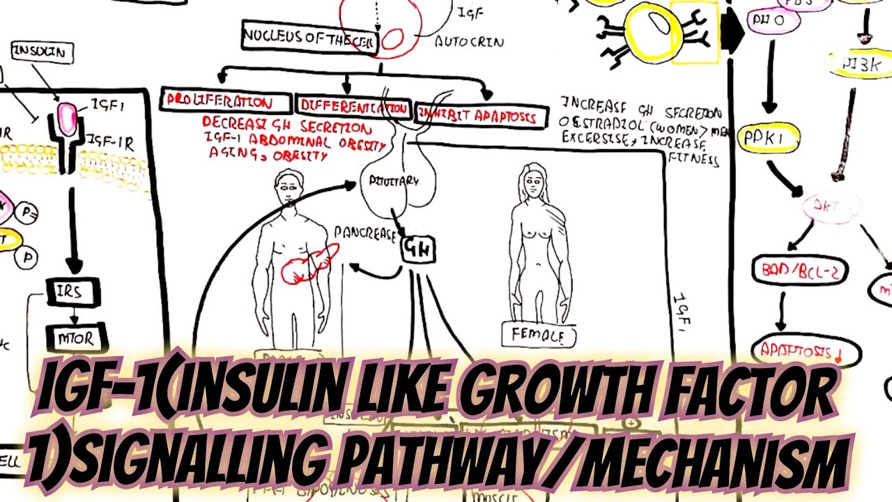 IGF-1(insulin like growth factor1)signalling pathway/mechanism ...