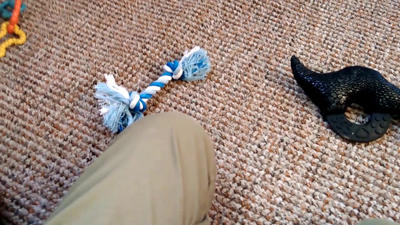 Meet Toby the puppy very cute ! Breed : labradoodle age : 9 weeks - YouTube