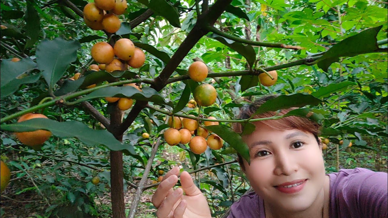 Lemon drops fruit (Berba fruit) - YouTube