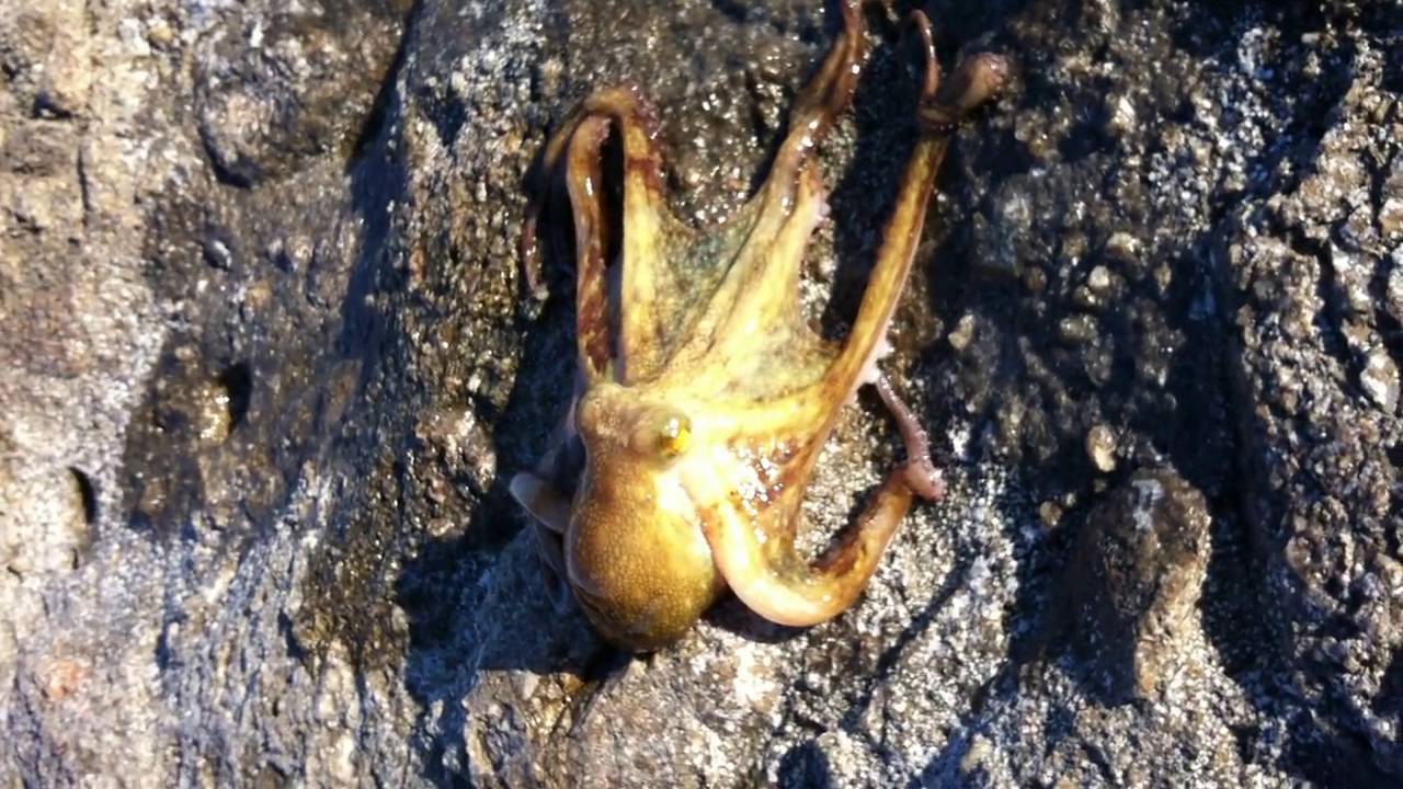 Most intelligent Octopus in the world - YouTube