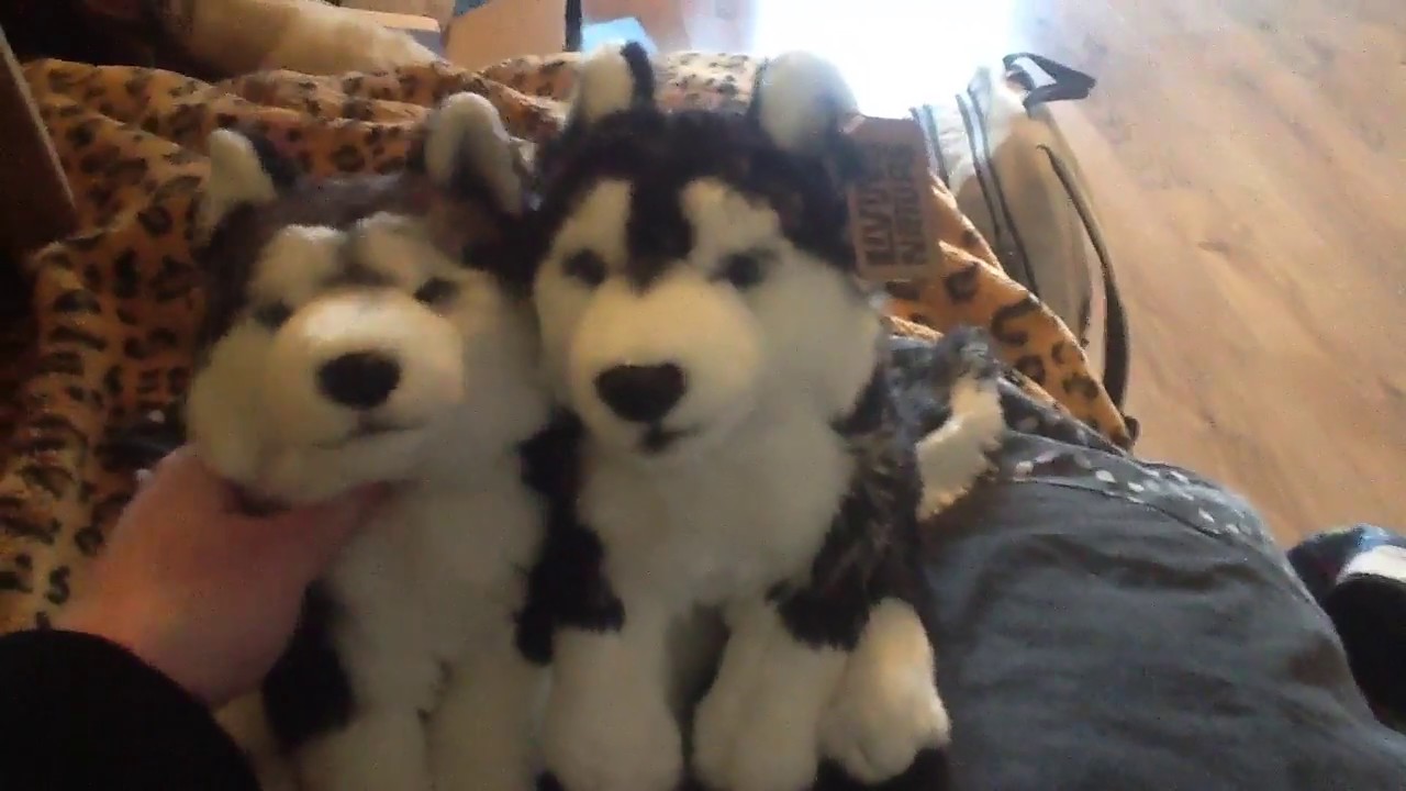 unboxing of signature husky look alike!! - YouTube