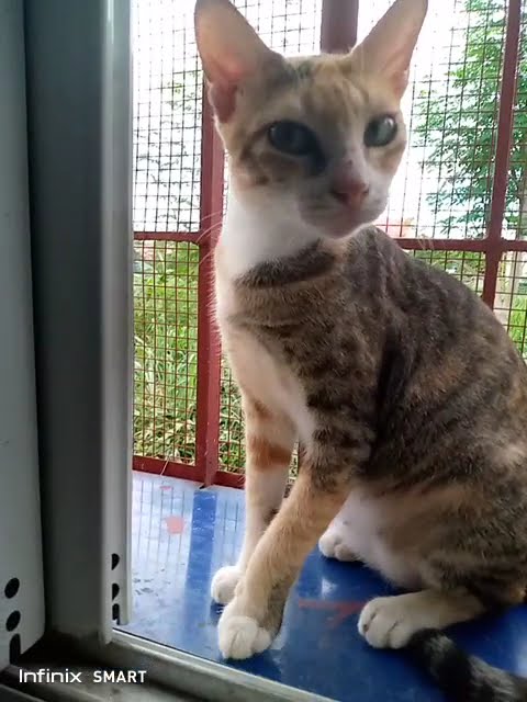 Sya Na Ngayon Nasa Bintana Si ngay ngay Dati Si Ming Ming - YouTube