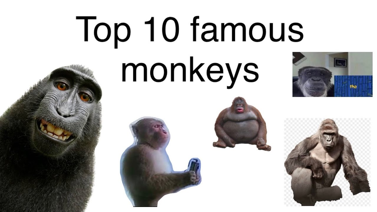 Top 10 famous monkeys - YouTube
