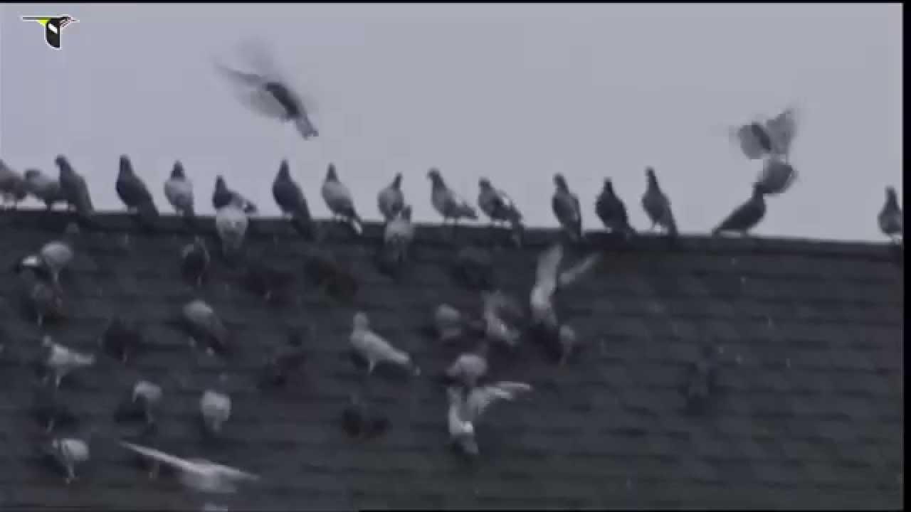 Rock Pigeons flying through city - YouTube