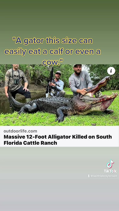 Massive 12-Foot Alligator on South Florida Cattle Ranch #viral # ...