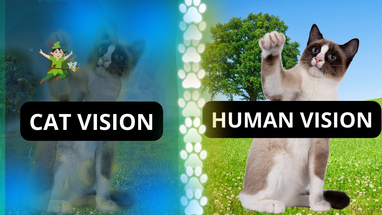 THE WORLD THROUGH THE EYES OF CATS🌍 😺👀 - YouTube