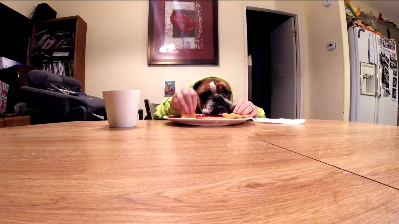 Eating like a Fat Hobbit. English Bulldog - YouTube