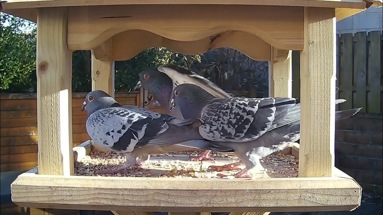Pigeons feeding and falling out on the garden bird table - YouTube