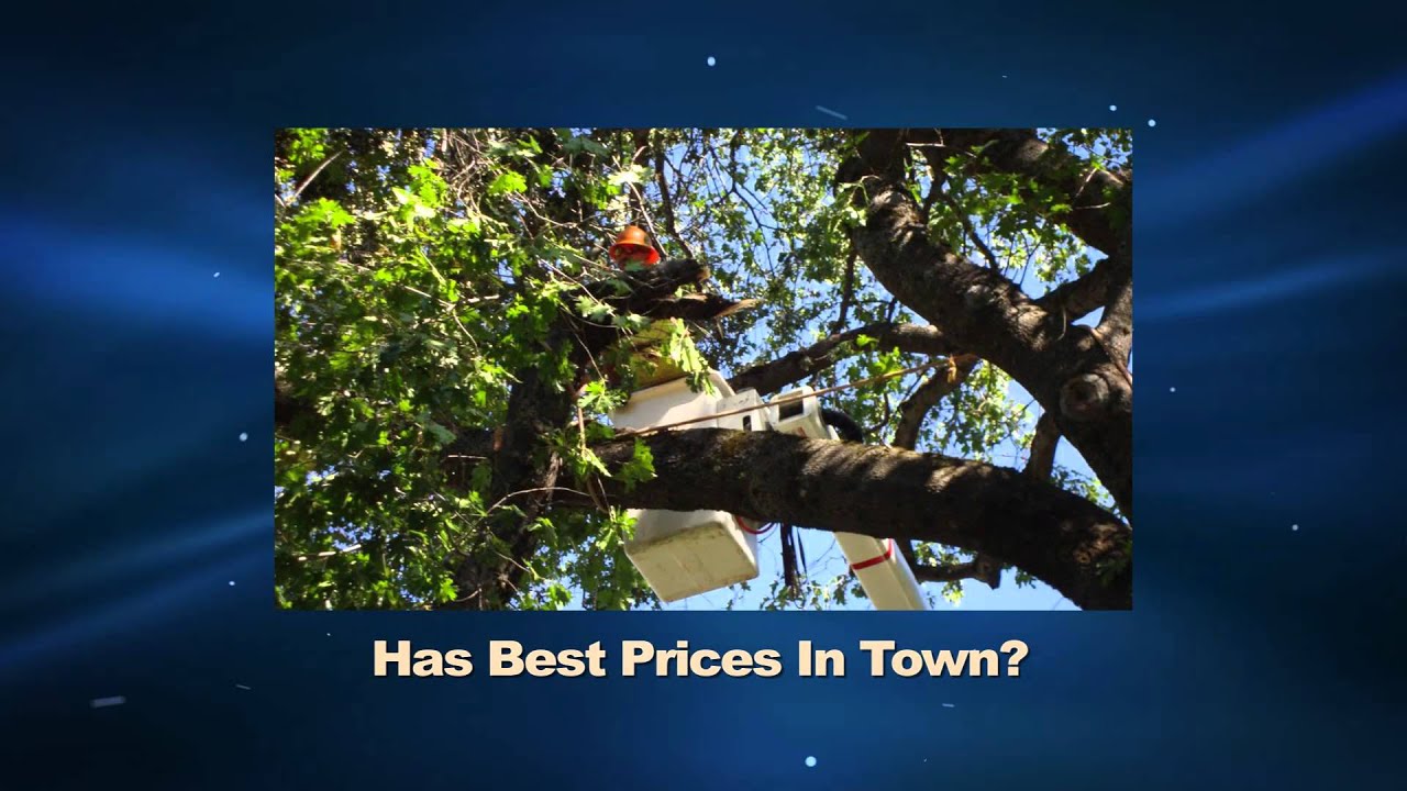 Emergency Tree Removal Philadelphia | 215 315-3461 | Tree Removal ...