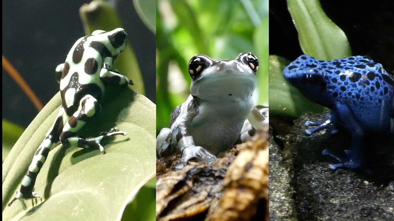 ⚡️Zoo Highlights 7 🐸 frog special - YouTube