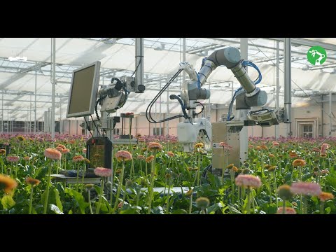 Gerbera harvesting robot | Gerberaoogstrobot - YouTube