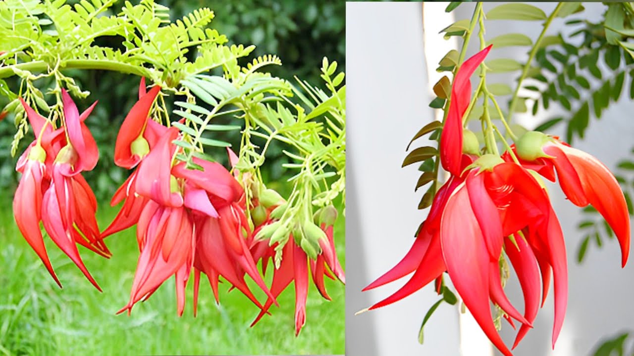 Clianthus puniceus is perfect flowers .It usually flowers from spring ...