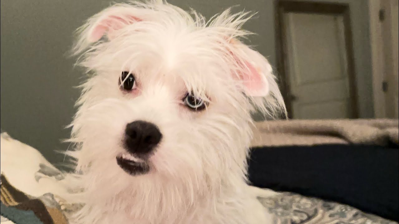 Determination, Obsession and Pure Unconditional Love ️ Milo #sockgate ...