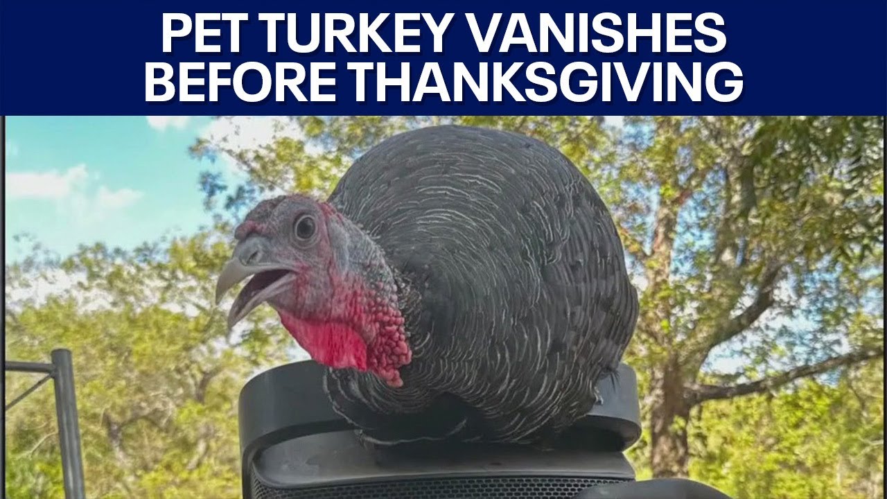 Austin family's pet turkey vanishes days before Thanksgiving | FOX 7 ...
