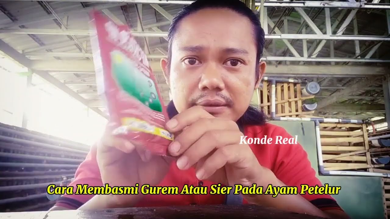 cara mengatasi gurem pada ayam - YouTube