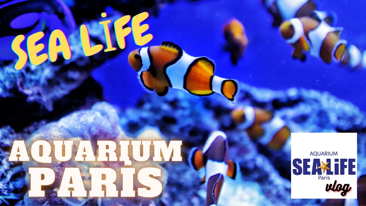 Aquarium Sea Life Paris Val d'Europe vlog 1 nci Bölüm - YouTube