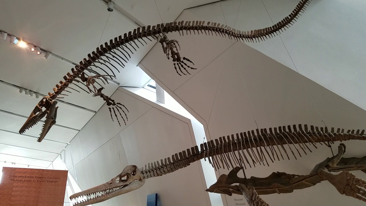 Mosasaurs (Meuse river lizard) and Pliosauroids, large marine reptiles ...
