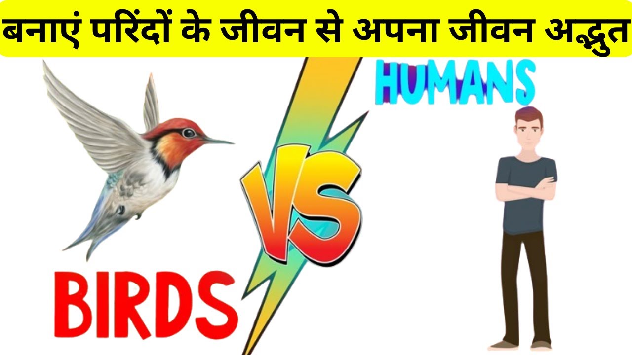 Birds Ki Zindagi-Insano Se Kyun Behtar Hai? Birds Vs Human/बनाएं ...