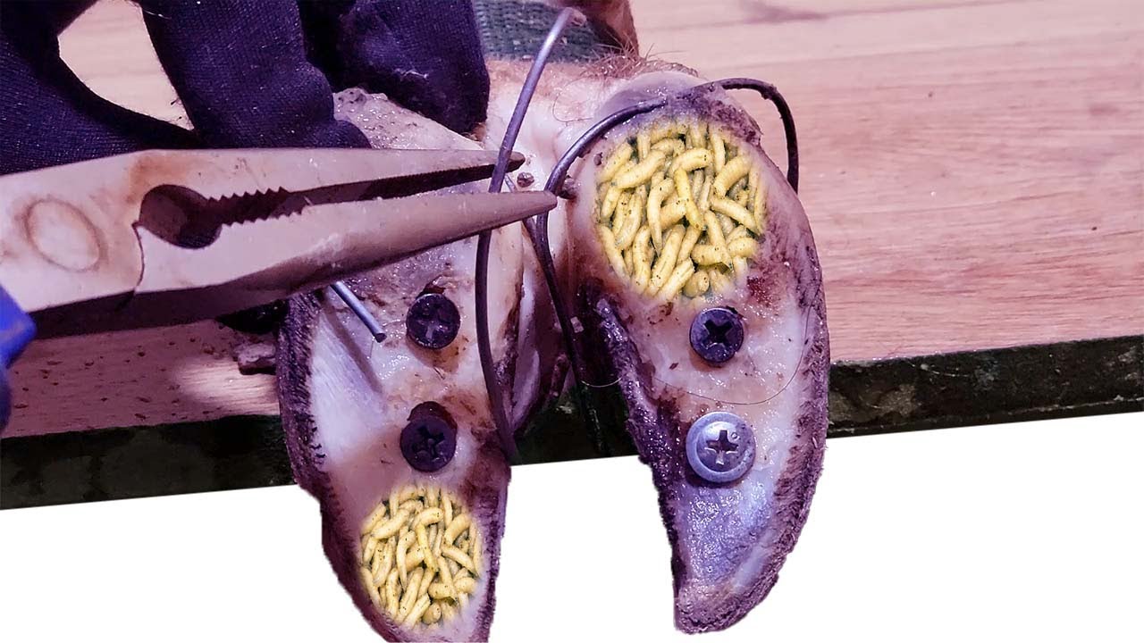Shocking Cow Hoof Rescue: Removing Maggots and a Screw Stuck Inside ...