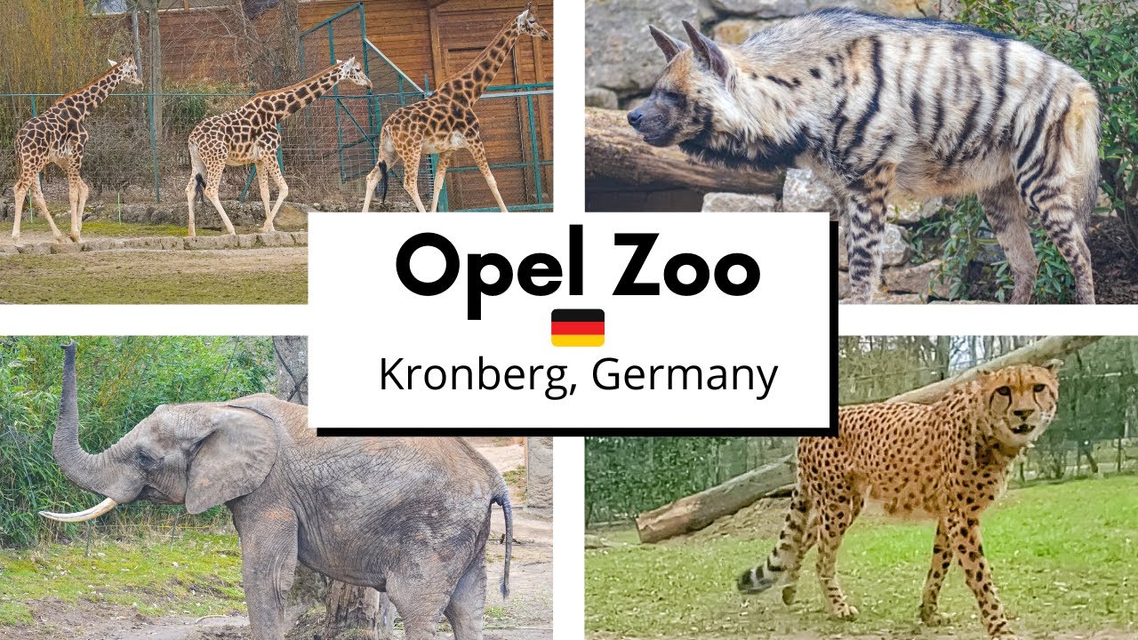 Opel Zoo | FACE TO FACE WITH A CHEETAH | Kronberg, Germany - YouTube