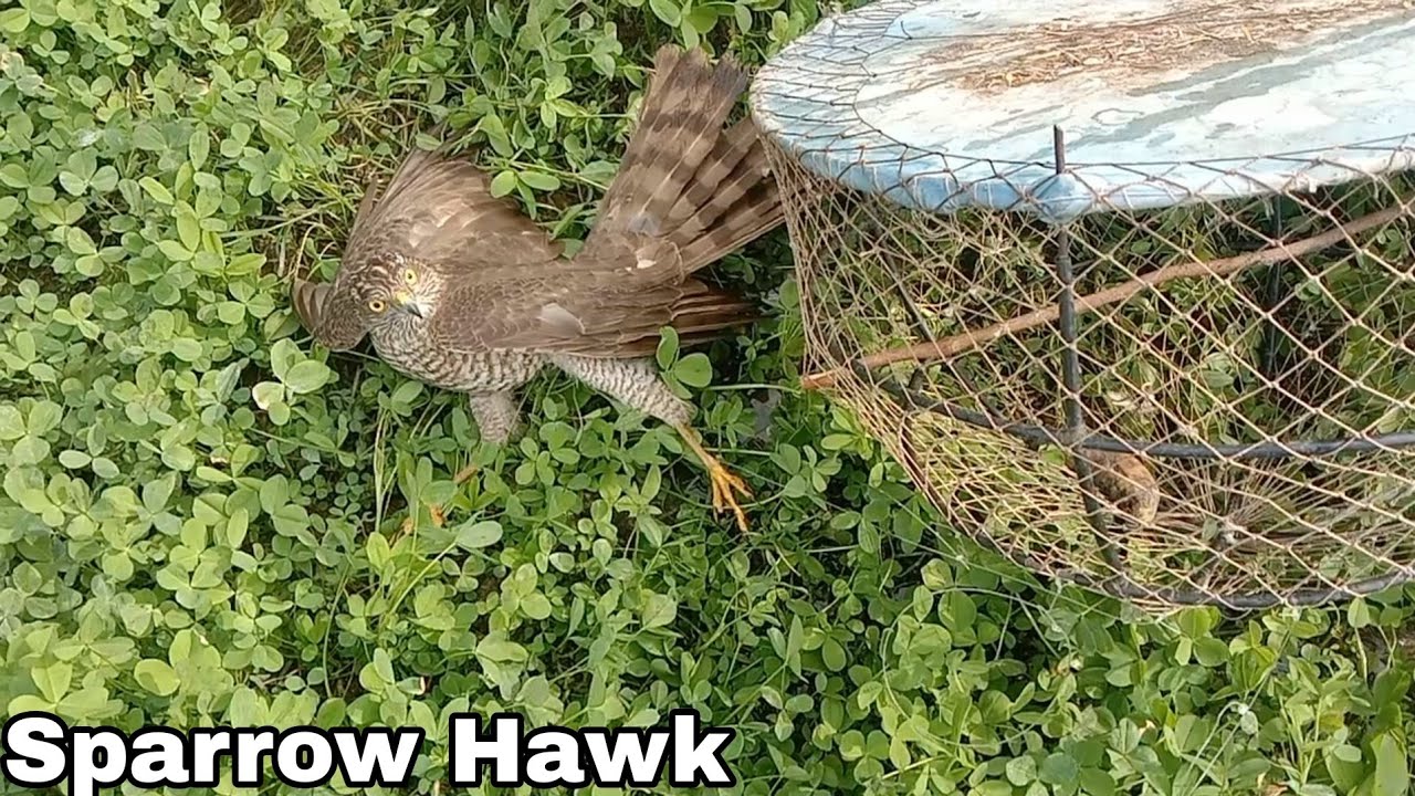 Hunt Birds tv Sparrow Hawk Trap New Juvenile Hawk hunt Birds 1000 Subscribe Give Me - YouTube