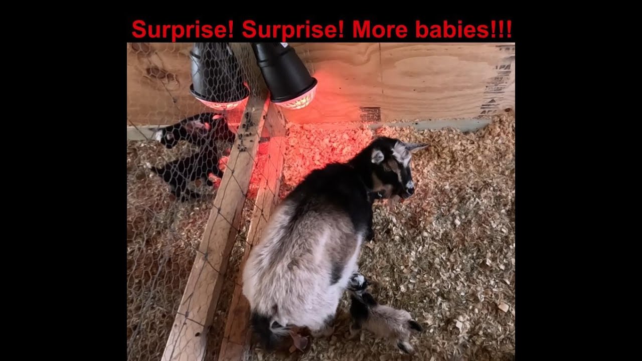 Surprise Surprise!!! More goat babies! - YouTube