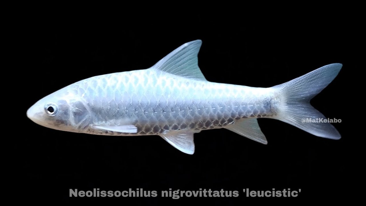 Leucistic Neolissochilus nigrovittatus @ Platinum Firelip Mahseer ...