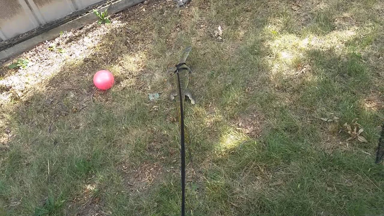 Walking my nile monitor with a leash - YouTube