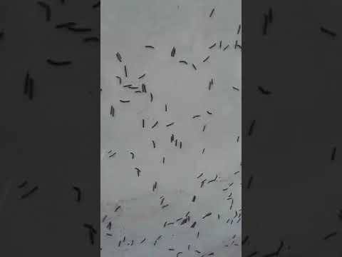 Agdam rayon ergi qesəbəsi qeri adi qurtlar