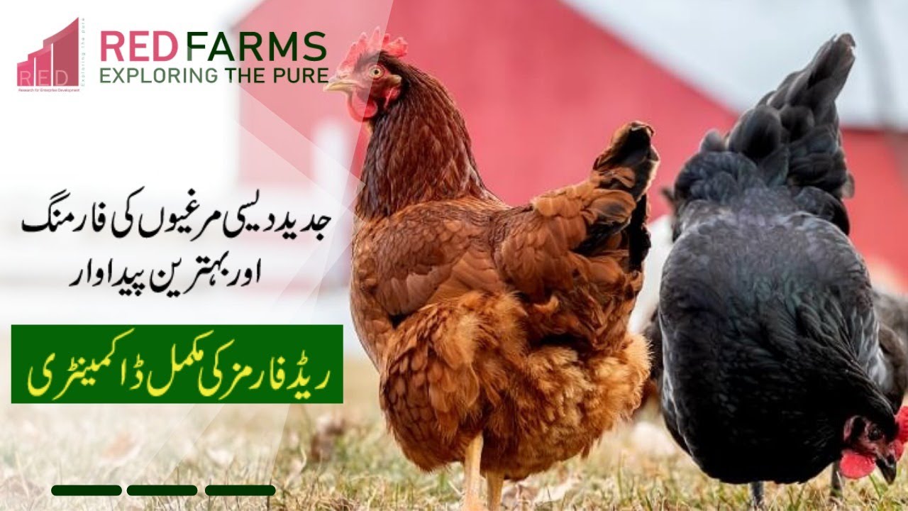 SUCCESSFUL FARMING OF AUSTRALORP & RIR | BRIEF GUIDE FOR AUSTRALORP ...