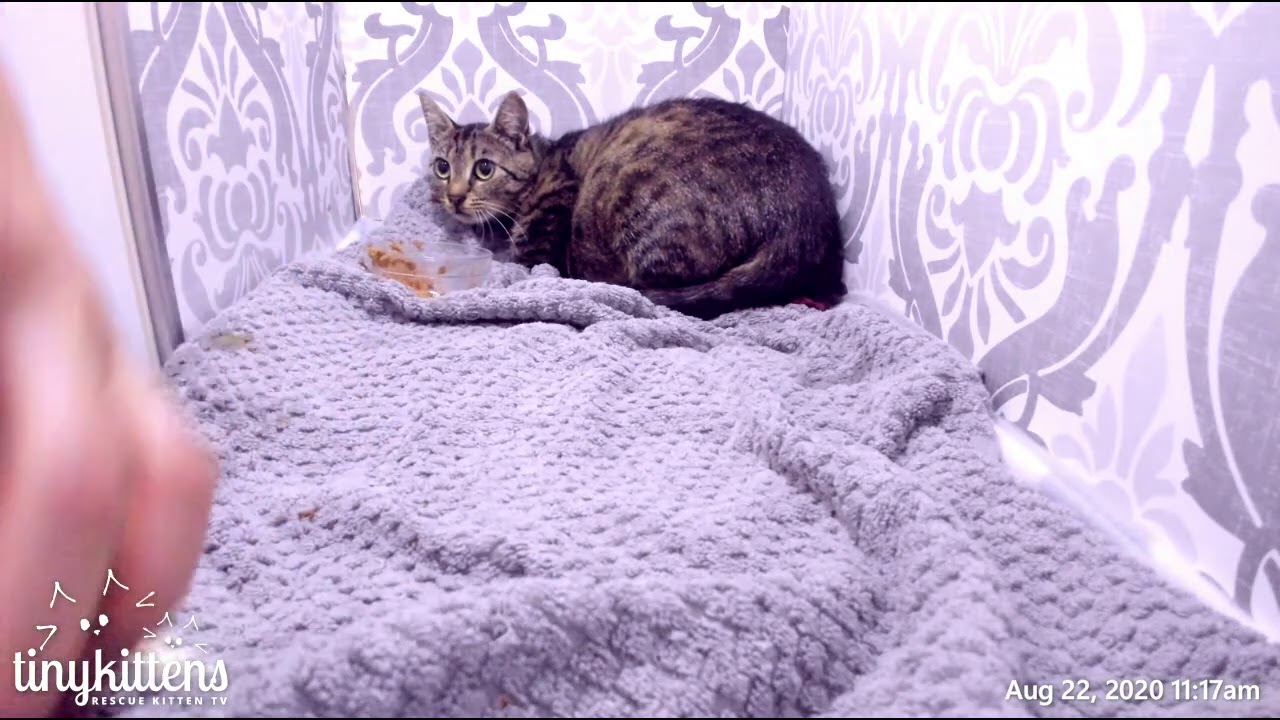 Feral cat Mavis gives birth for the last time! - YouTube