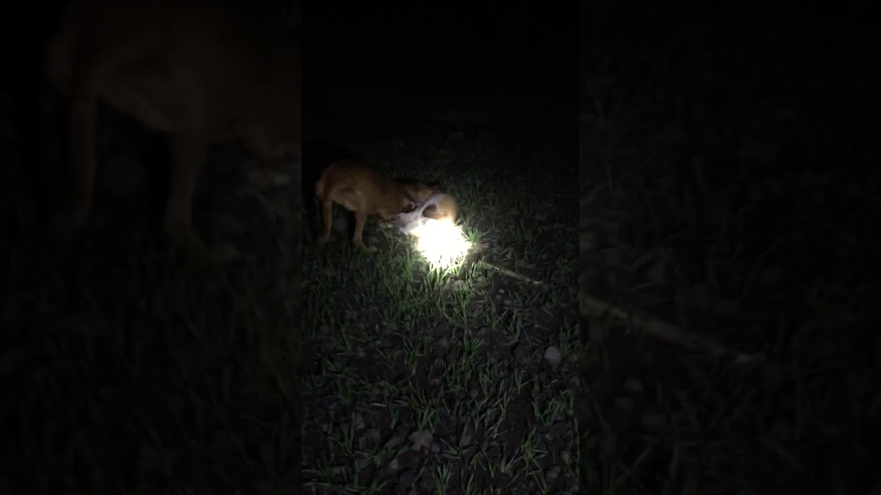Lurcher Fox lamping - YouTube