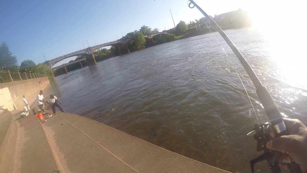 Skipjack Herring , Hybrid bass, and catfish Part 1 Columbus, Georgia ...