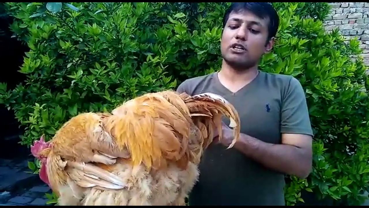 Fancy Buff Cochin (Golden Buff Cochin) : Fancy Murghiyan aur woh kahan ...
