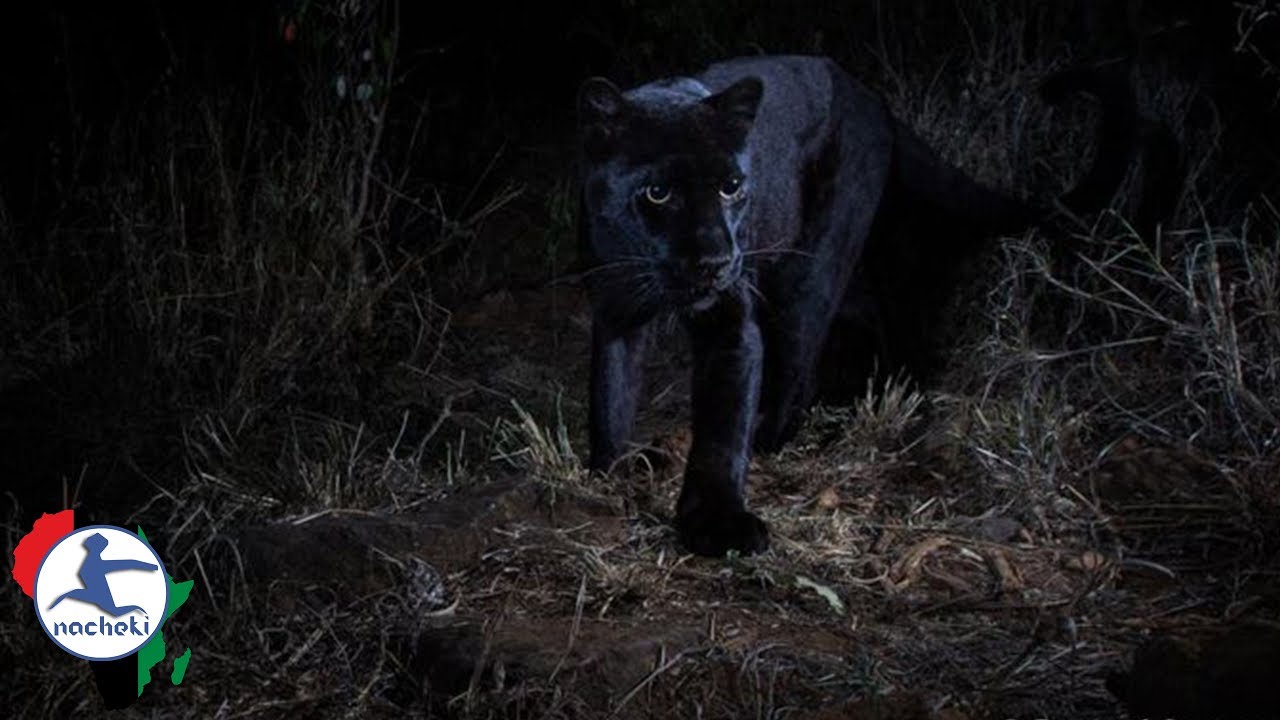 Rare Black Panther Spotted in Kenya but Media only Credit White ...