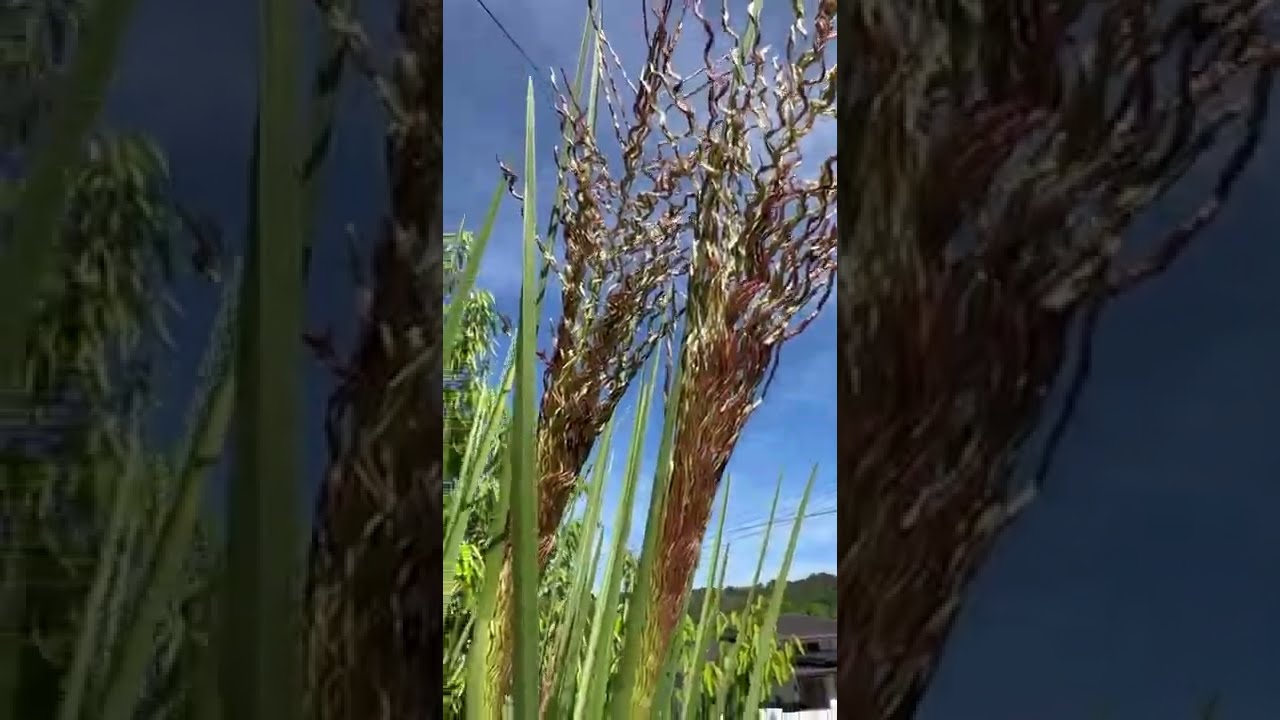 THE KING OF FLOWERS, MIRACLE VETIVER GRASS KING FLOWER (Chrysopogon ...