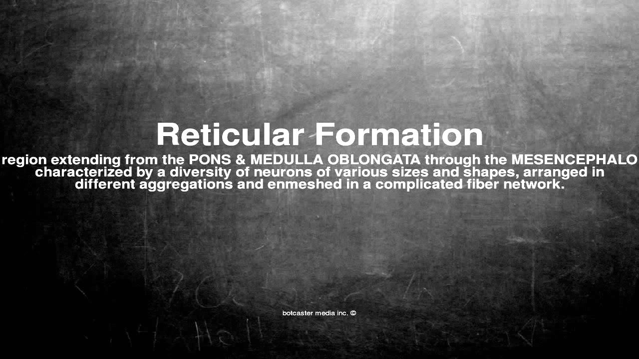 Medical vocabulary: What does Reticular Formation mean - YouTube