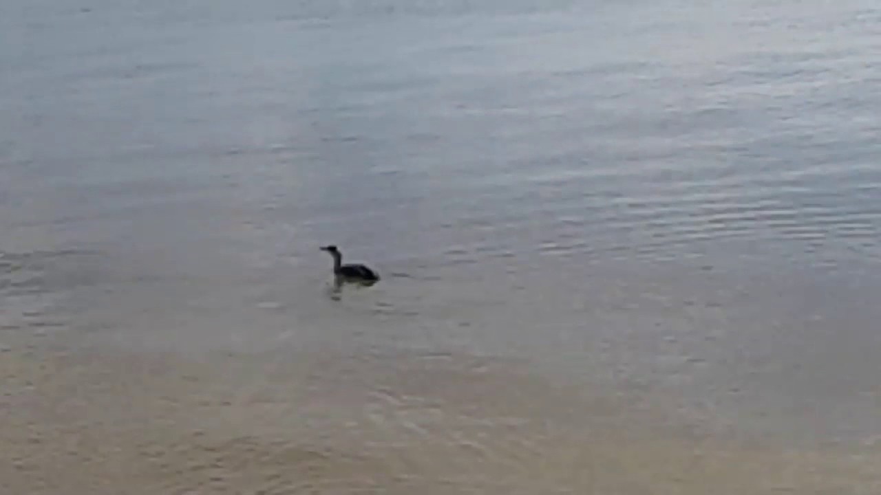 Super cool birds - YouTube