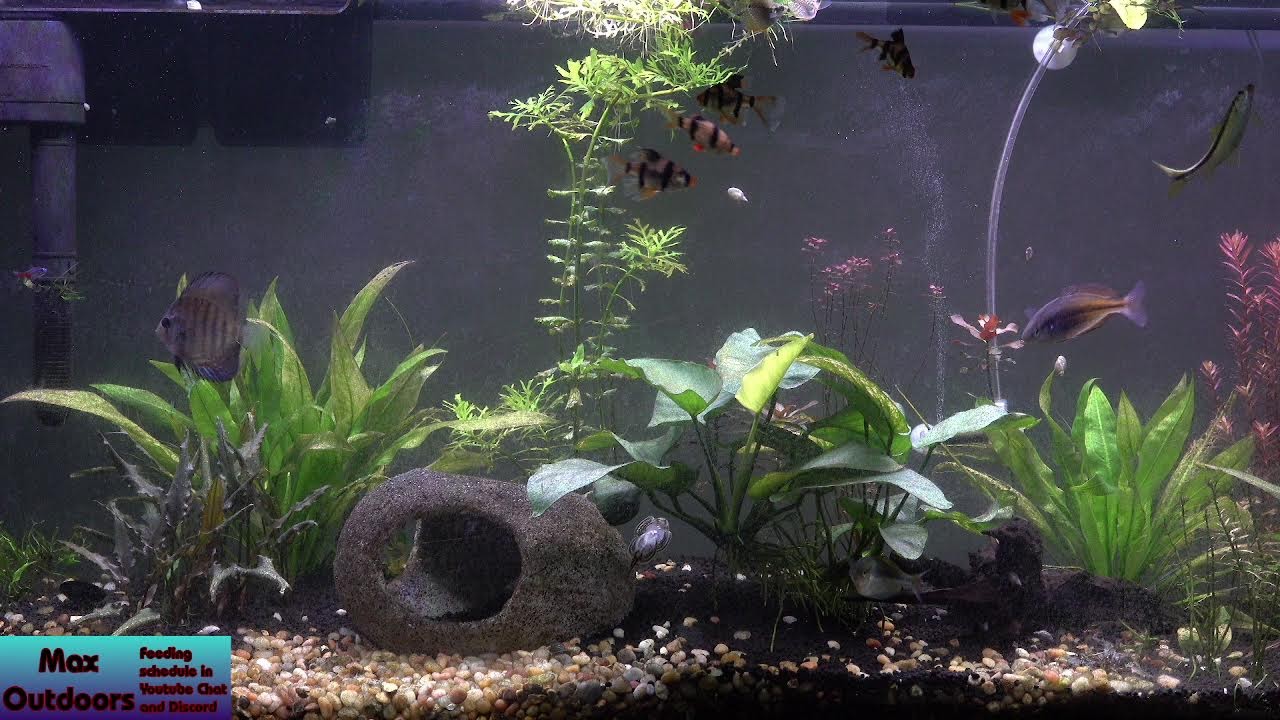 Tropical Fish Tank LIVE - YouTube