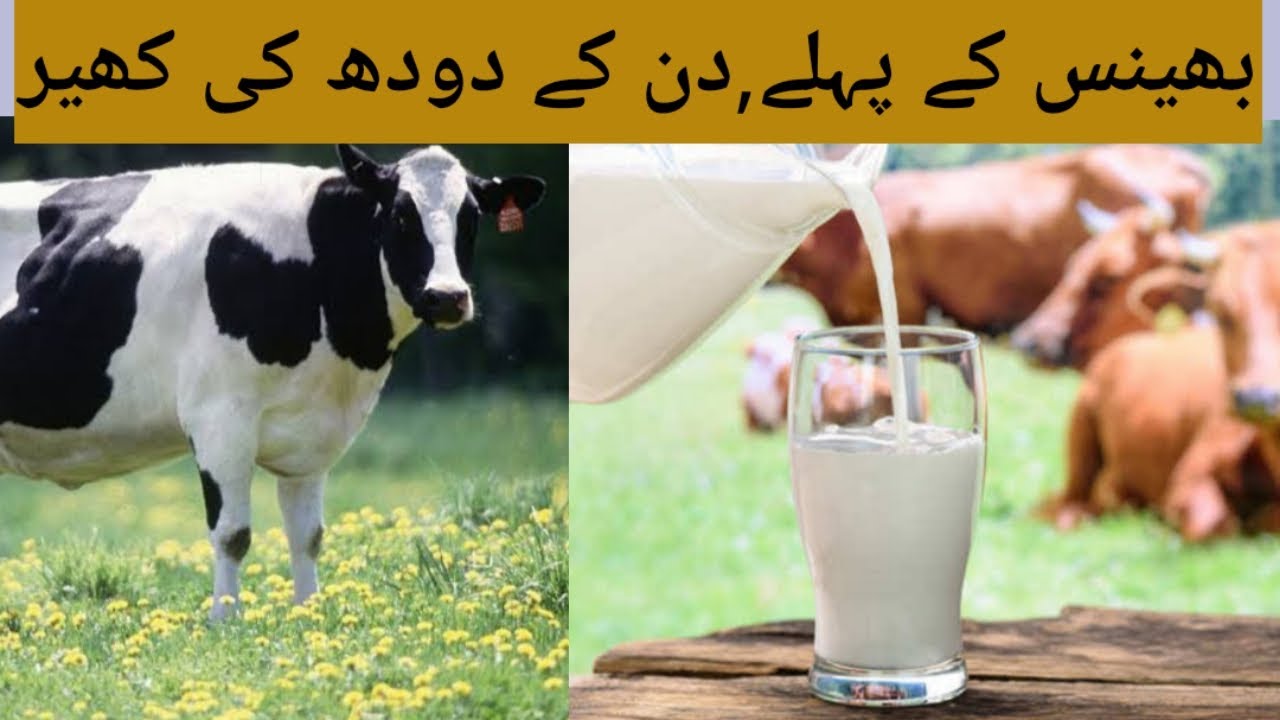Boli recipe || Cow First Milk after birth || Healthy village food - YouTube