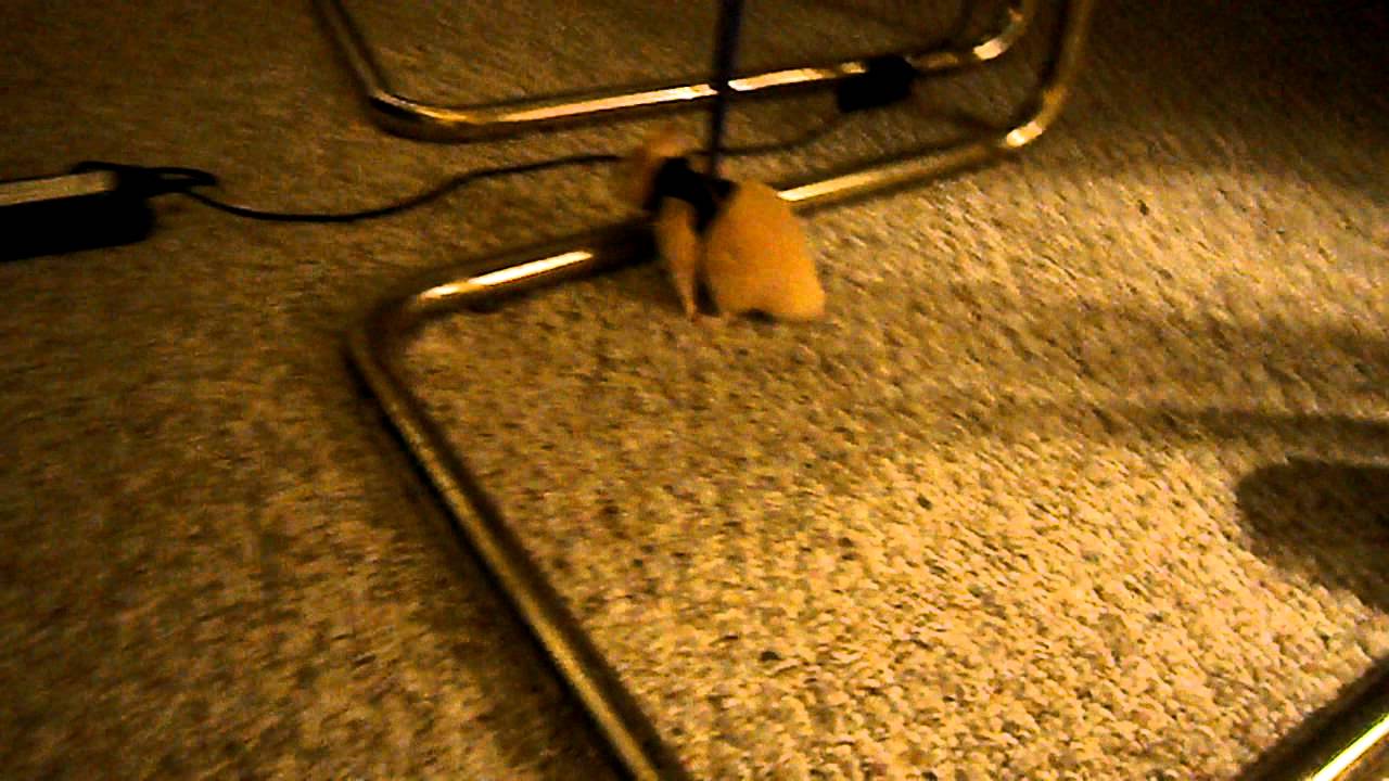 Homemade Harness for hamster - YouTube