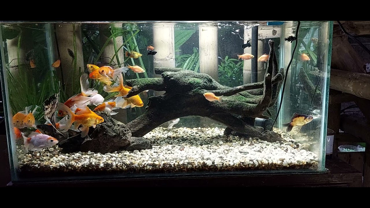 Community Tank Setup (Shubunkin goldfish, mollies, rosy barbs - YouTube