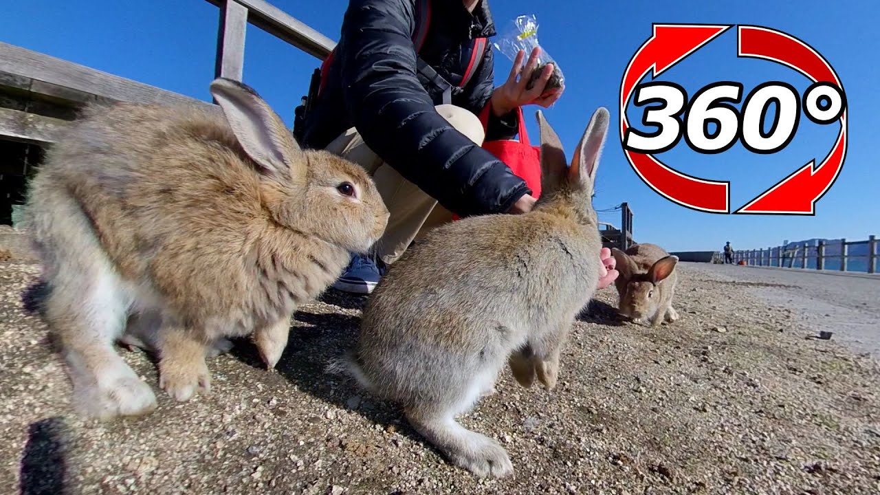 VR 360° | An enthusiastic welcome! Rabbits gather around people! - YouTube