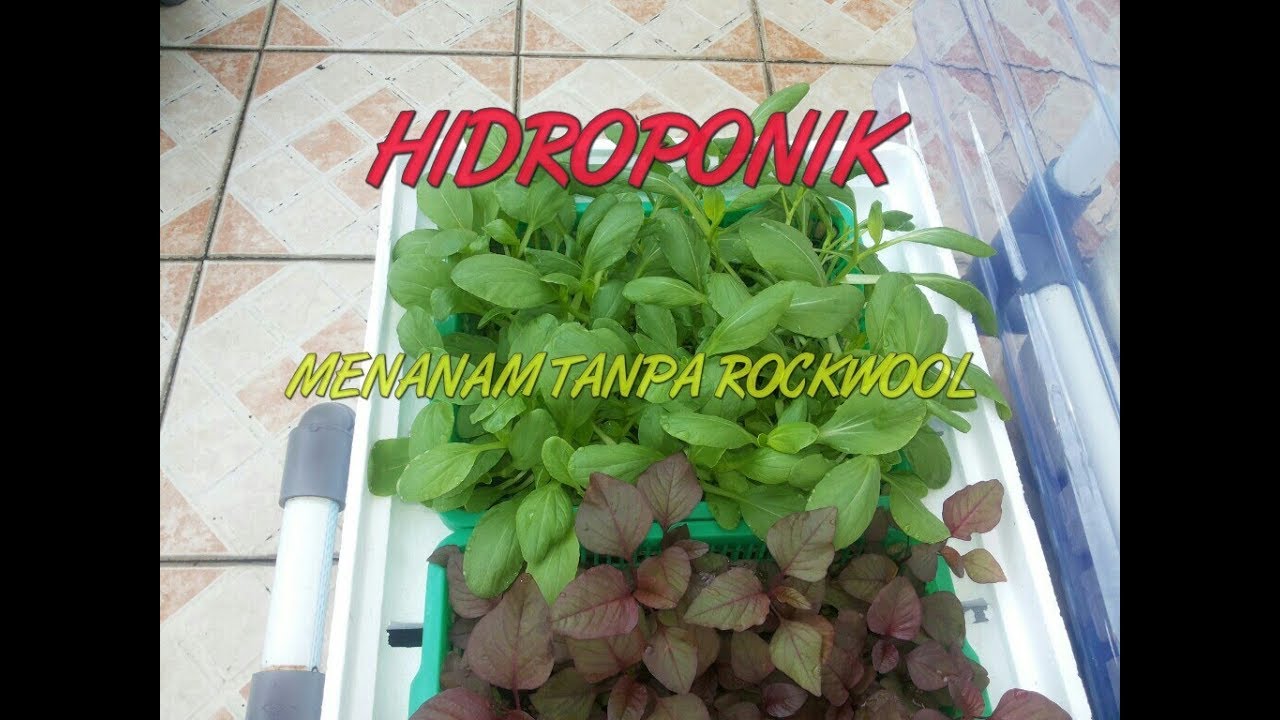 A - Z Menanam Baby Pakcoy - YouTube