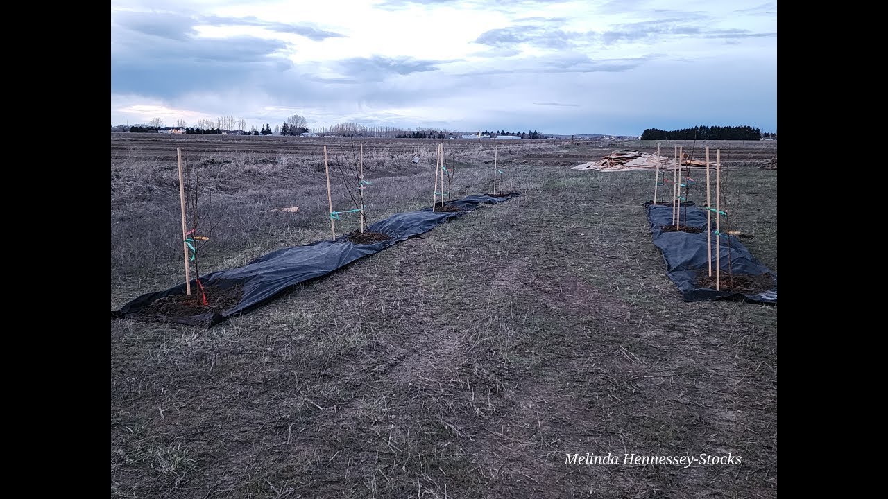 Creating a Perfect Windbreak - Step by Step - YouTube