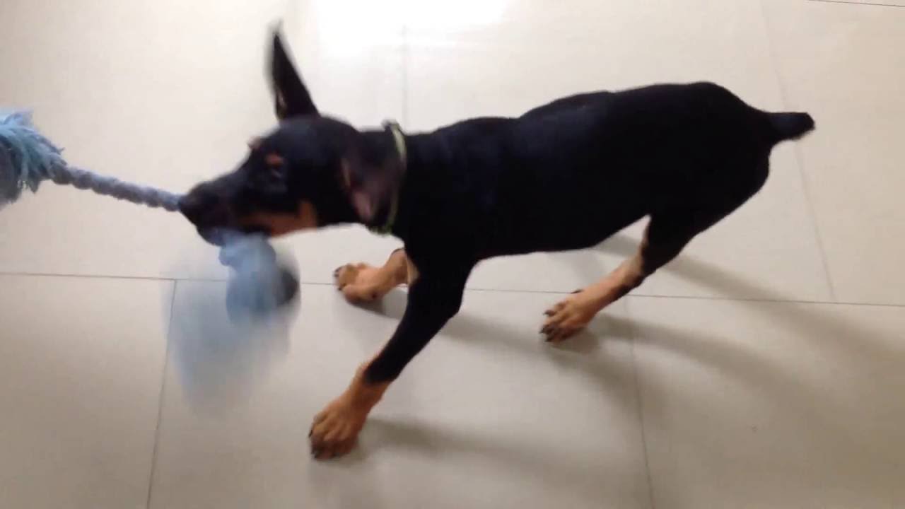 Doberman - YouTube