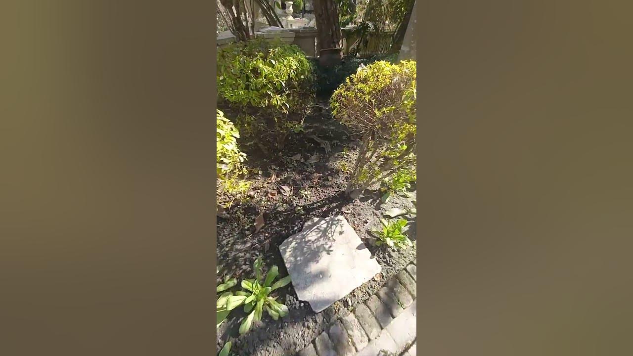 First short vlog of visiting garden of dream with friends. #friends # ...