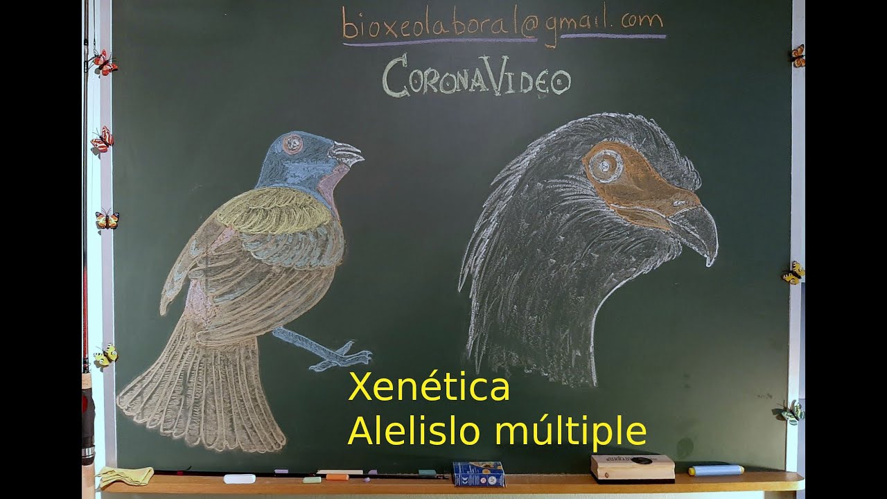 CoronaVideo 1ºbac 005 Alelismo multiple - YouTube