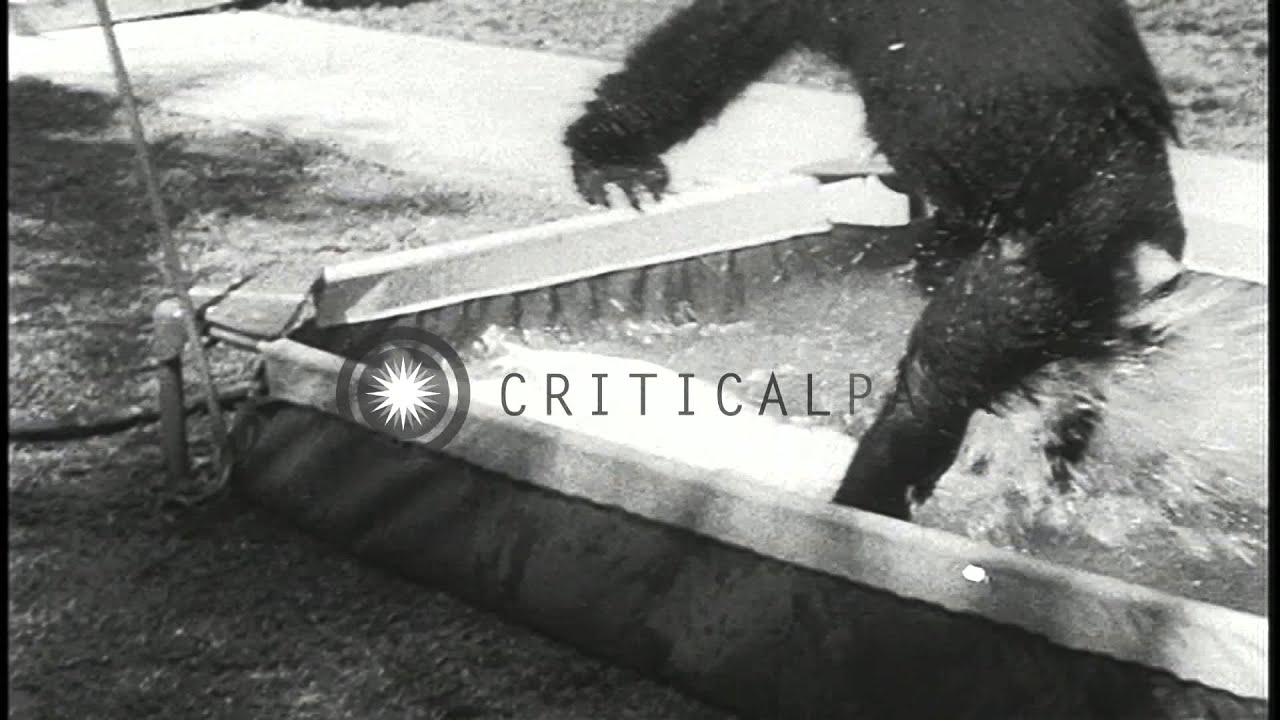 A chimpanzee plays in a backyard pool at a zoo in California, United ...